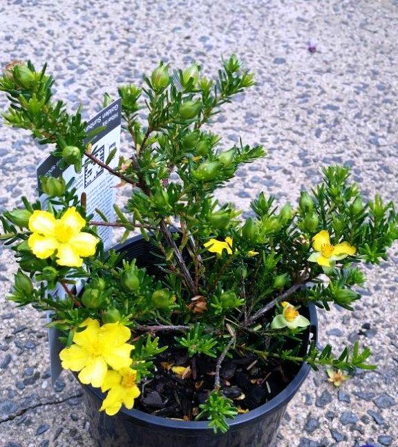 Hibbertia vestita Golden Sunburst | Wholesale Nursery - Nurseries in ...