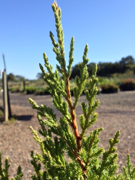 Juniperus chinensis Pyramidalis | Wholesale Nursery - Nurseries in ...
