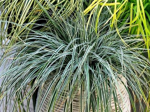 Carex oshimensis Everest | Wholesale Nursery - Nurseries in Melbourne ...