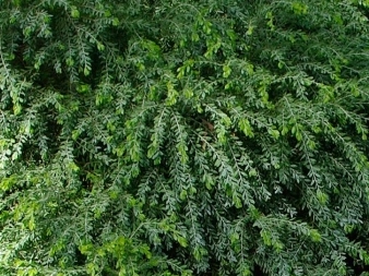 Acacia howittii | Wholesale Nursery - Nurseries in Melbourne & Brisbane ...