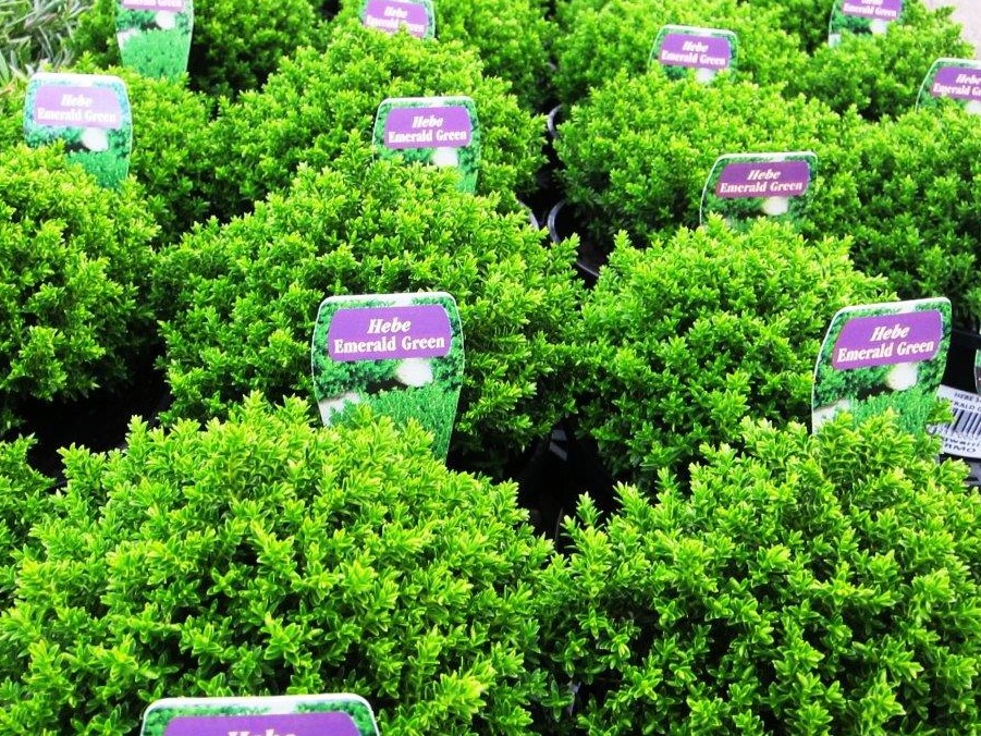 Hebe hybrida Emerald Green | Wholesale Nursery - Nurseries in Melbourne ...