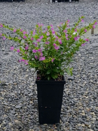 Cuphea hyssopifolia Mauve | Wholesale Nursery - Nurseries in Melbourne ...