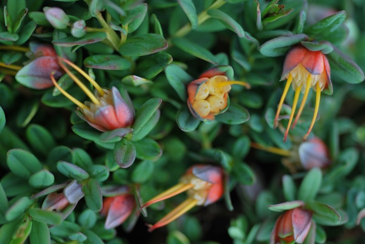 Darwinia citriodora Prostrata | Wholesale Nursery - Nurseries in ...
