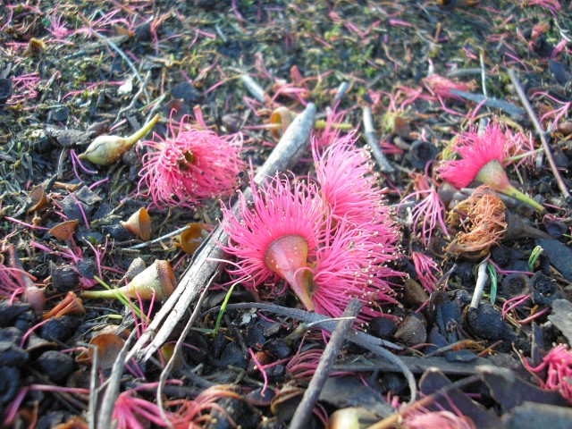 Eucalyptus leucoxylon Euky Dwarf | Wholesale Nursery - Nurseries in ...