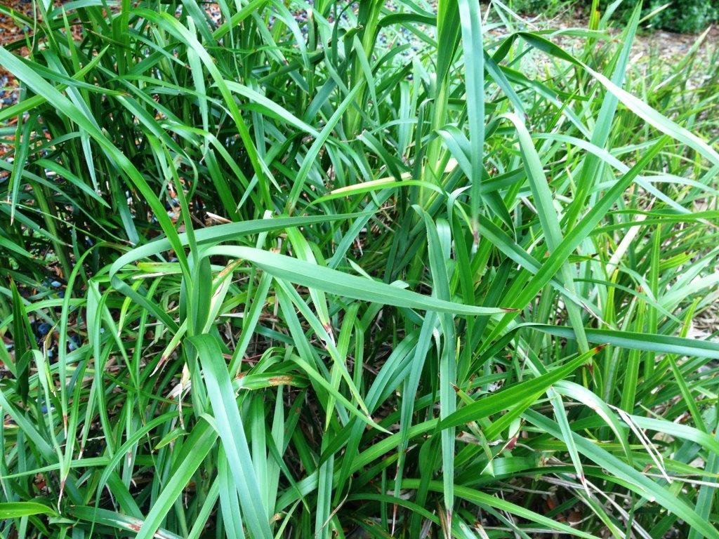 Dianella revoluta | Wholesale Nursery - Nurseries in Melbourne ...