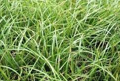 Microlaena stipoides | Wholesale Nursery - Nurseries in Melbourne ...