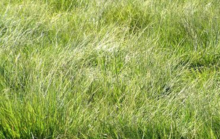 Microlaena stipoides | Wholesale Nursery - Nurseries in Melbourne ...