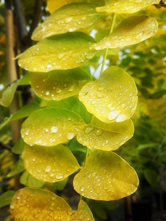 Robinia pseudoacacia Frisia | Wholesale Nursery - Nurseries in ...