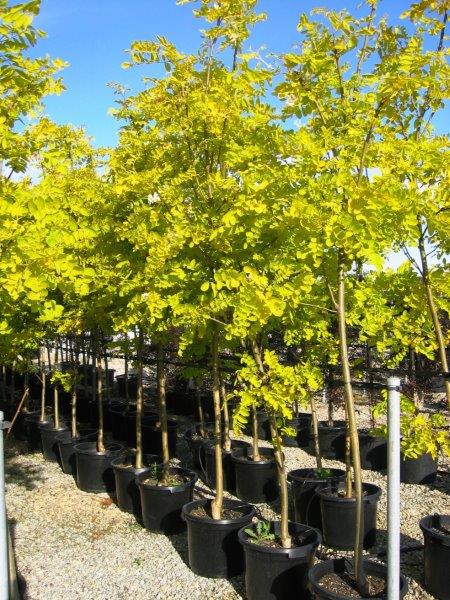 Robinia pseudoacacia Frisia | Wholesale Nursery - Nurseries in ...