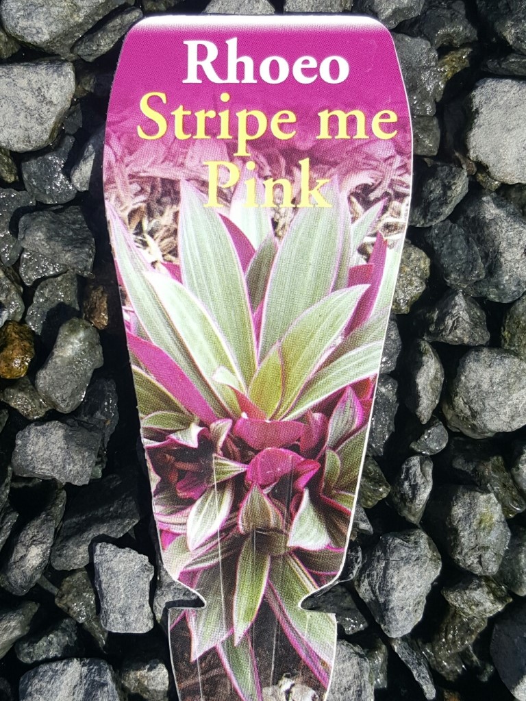 Rhoeo discolor Stripe Me Pink | Wholesale Nursery - Nurseries in ...