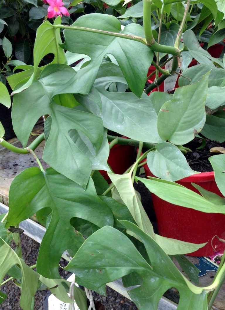 Philodendron minima | Wholesale Nursery - Nurseries in Melbourne ...