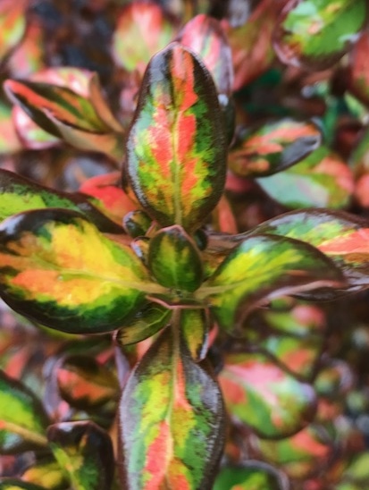 Coprosma repens Pink Splendour | Wholesale Nursery - Nurseries in ...