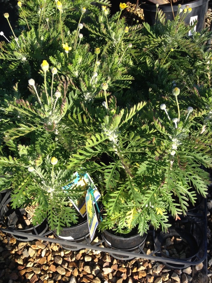 Euryops pectinatus | Wholesale Nursery - Nurseries in Melbourne, Sydney ...