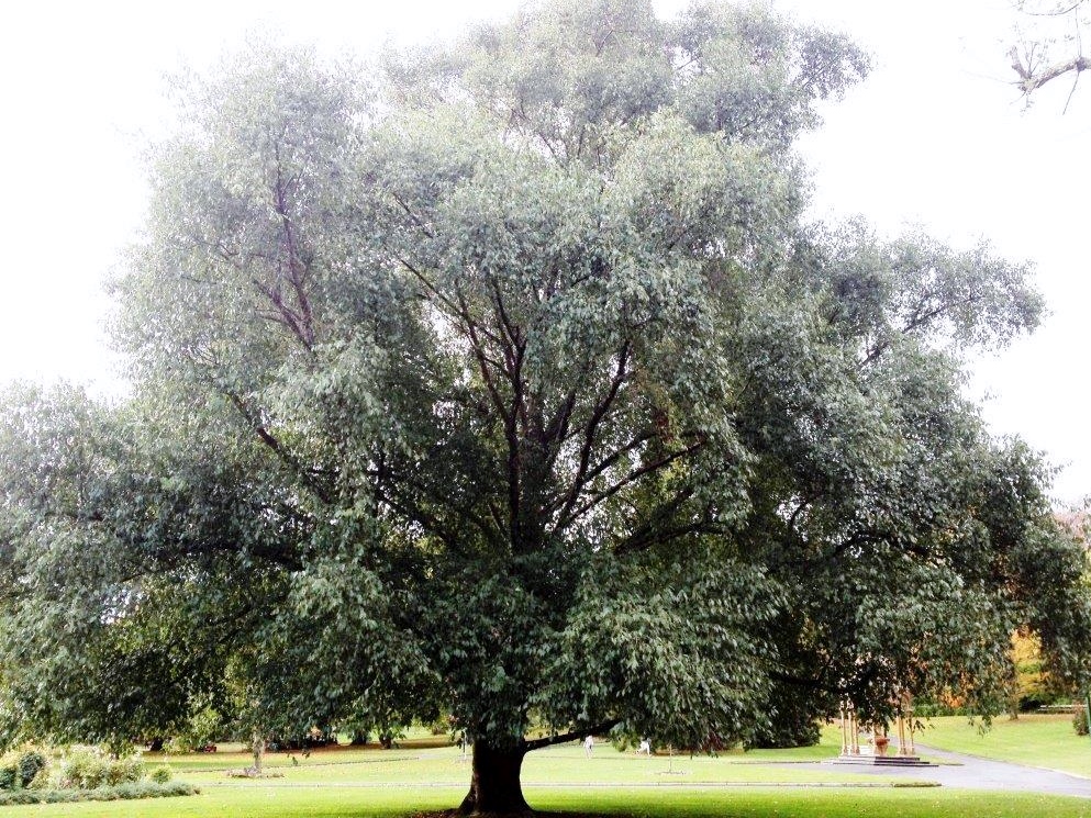 Alnus jorullensis | Wholesale Nursery - Nurseries in Melbourne ...