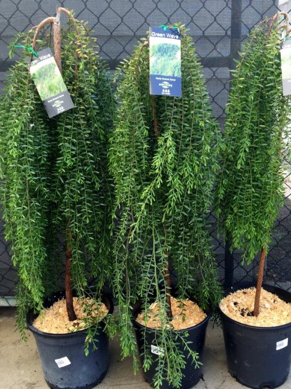 Acacia howittii Green Wave | Wholesale Nursery - Nurseries in Melbourne ...