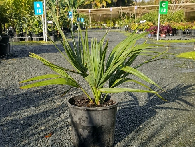 Sabal minor | Wholesale Nursery - Nurseries in Melbourne & Brisbane ...