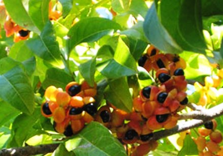 Harpullia pendula | Wholesale Nursery - Nurseries in Melbourne ...