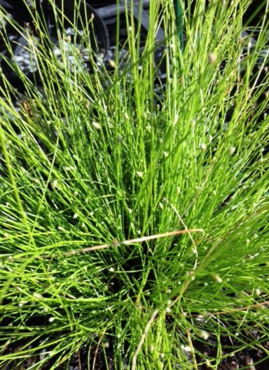 Isolepis cernua | Wholesale Nursery - Nurseries in Melbourne & Brisbane ...