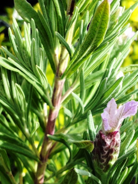 Lavandula angustifolia Lavender Lady | Wholesale Nursery - Nurseries in ...