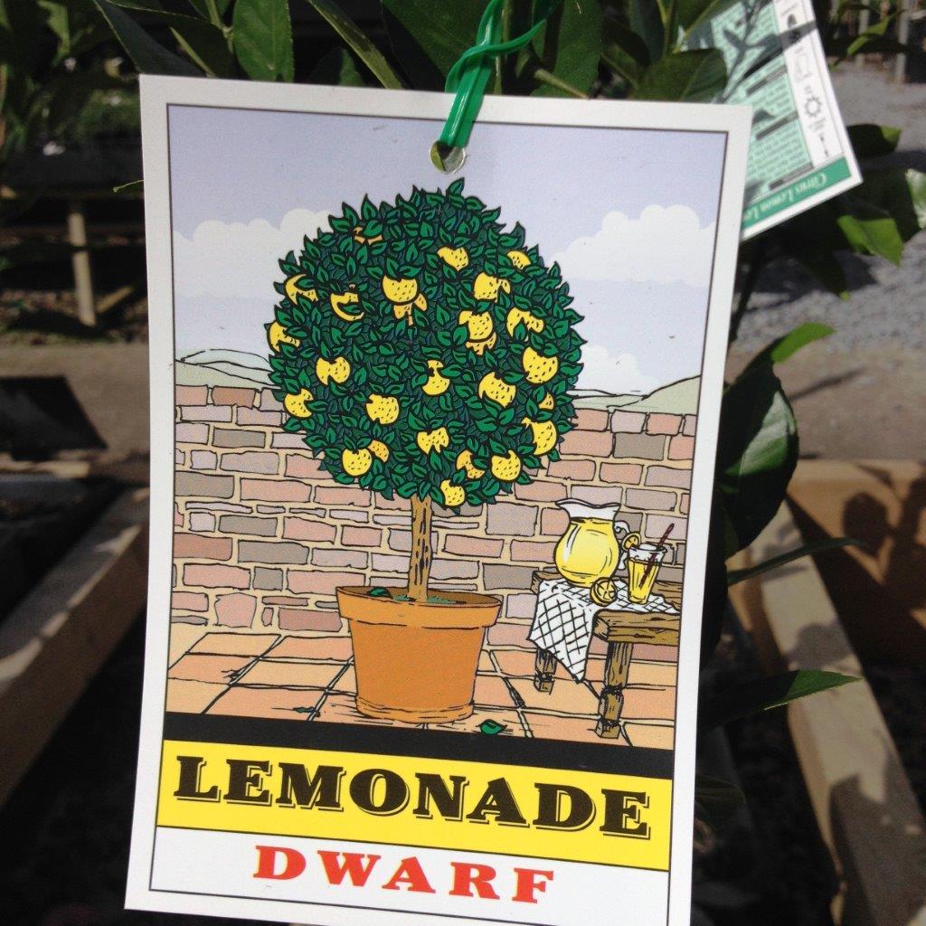 Citrus limon reticulata Lemonade | Wholesale Nursery - Nurseries in ...