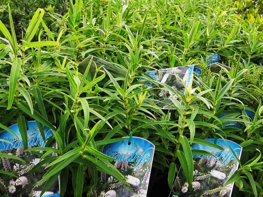 Hebe brachysiphon Snowdrift | Wholesale Nursery - Nurseries in ...