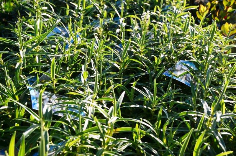 Hebe brachysiphon Snowdrift | Wholesale Nursery - Nurseries in ...