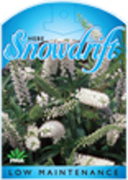 Hebe brachysiphon Snowdrift | Wholesale Nursery - Nurseries in ...