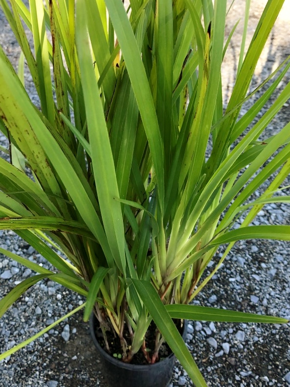 Dianella caerulea Ashika | Wholesale Nursery - Nurseries in Melbourne ...