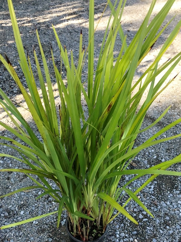 Dianella caerulea Ashika | Wholesale Nursery - Nurseries in Melbourne ...