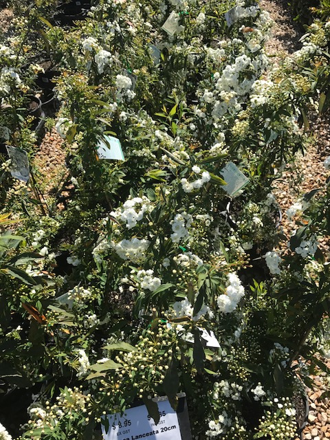 Spiraea cantoniensis Lanceata | Wholesale Nursery - Nurseries in ...