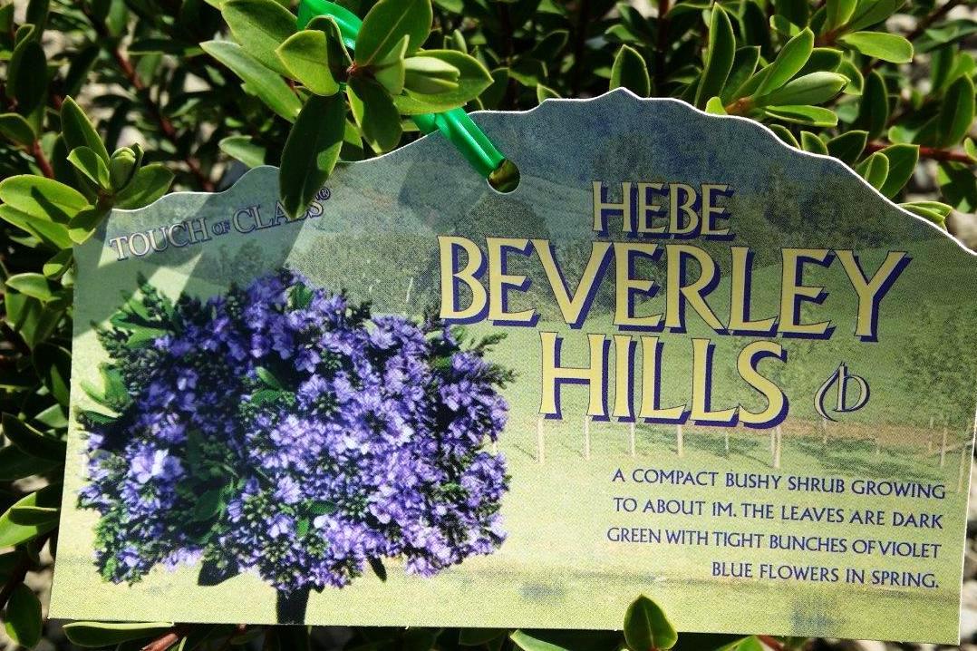 Hebe hybrida Beverley Hills | Wholesale Nursery - Nurseries in ...