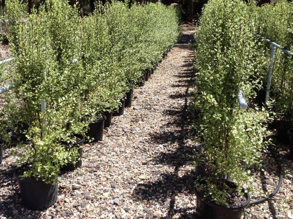 Pittosporum tenuifolium Silver Sheen | Wholesale Nursery - Nurseries in ...