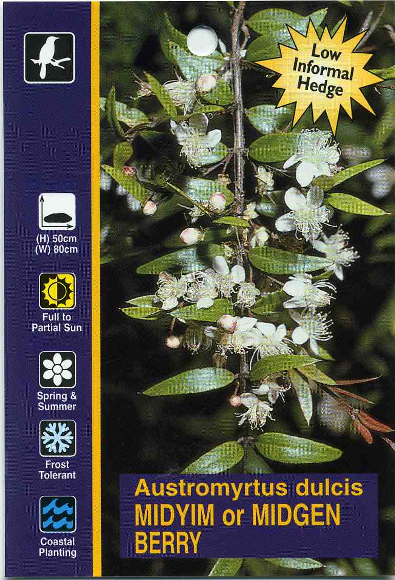 Austromyrtus dulcis | Wholesale Nursery - Nurseries in Melbourne ...