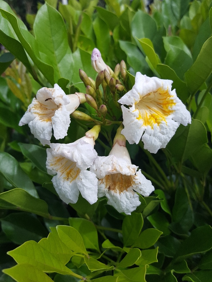 Radermachera sinica Summerscent | Wholesale Nursery - Nurseries in ...