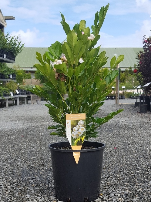Radermachera sinica Summerscent | Wholesale Nursery - Nurseries in ...