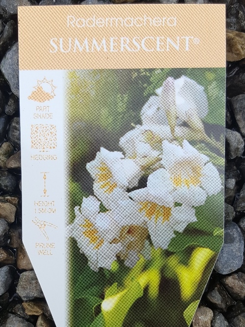 Radermachera sinica Summerscent | Wholesale Nursery - Nurseries in ...