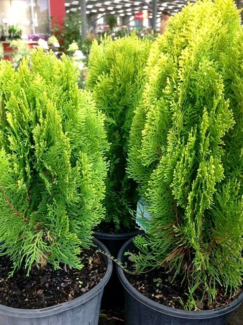 Thuja orientalis Morgan | Wholesale Nursery - Nurseries in Melbourne ...