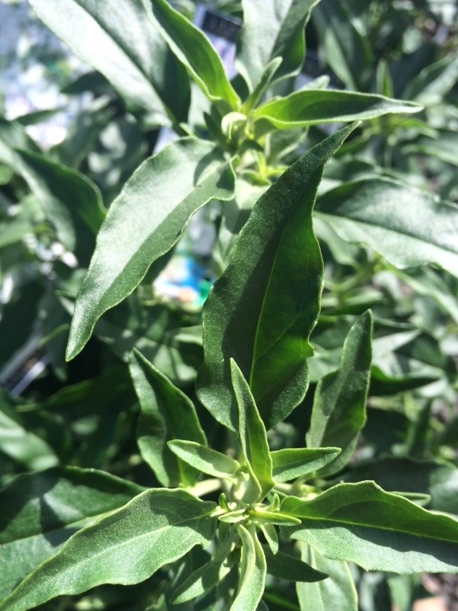 Prostanthera lasianthos | Wholesale Nursery - Nurseries in Melbourne ...