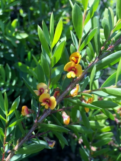 Eutaxia obovata | Wholesale Nursery - Nurseries in Melbourne, Sydney ...