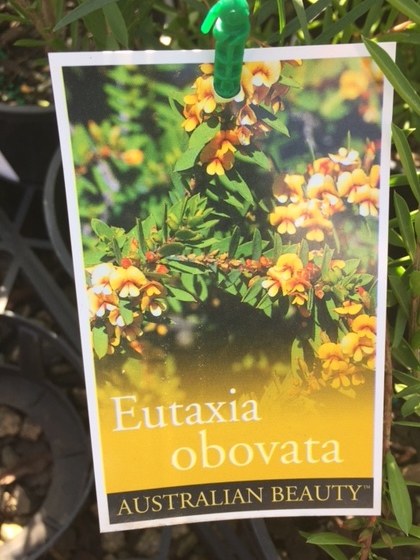 Eutaxia obovata | Wholesale Nursery - Nurseries in Melbourne & Brisbane ...
