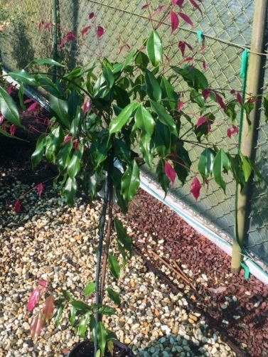 Waterhousea unipunctata | Wholesale Nursery - Nurseries in Melbourne ...