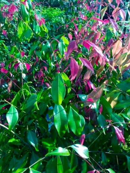 Waterhousea unipunctata | Wholesale Nursery - Nurseries in Melbourne ...