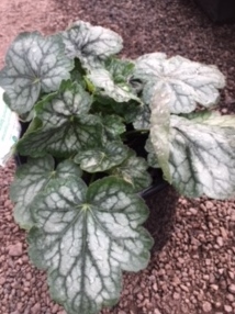 Heuchera hybrida Peppermint Spice | Wholesale Nursery - Nurseries in ...