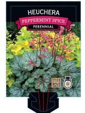 Heuchera hybrida Peppermint Spice | Wholesale Nursery - Nurseries in ...