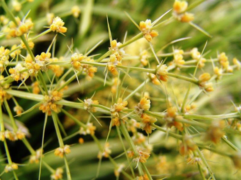 Lomandra hystrix Katie Belles PBR | Wholesale Nursery - Nurseries in ...