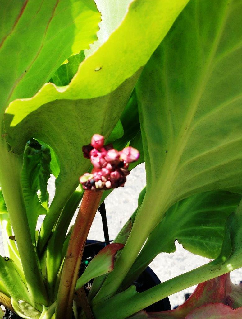 Bergenia cordifolia | Wholesale Nursery - Nurseries in Melbourne ...
