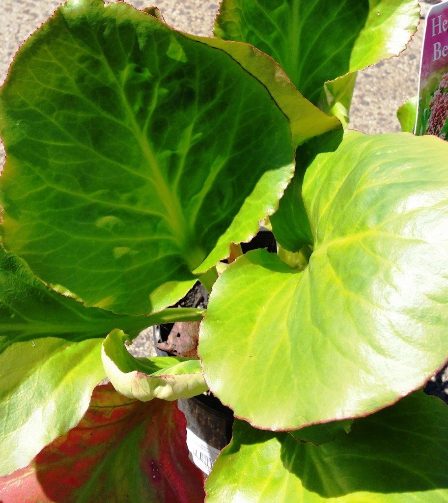 Bergenia cordifolia | Wholesale Nursery - Nurseries in Melbourne ...