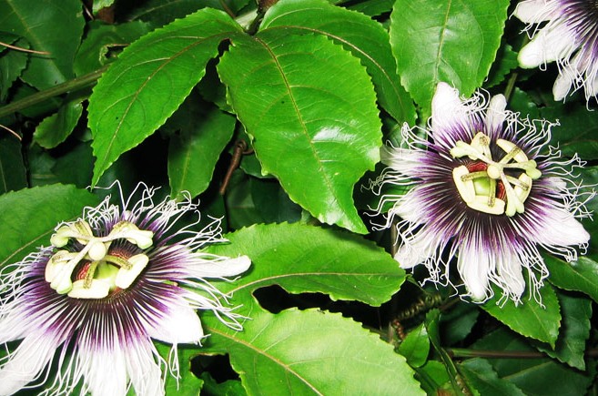 Passiflora edulis | Wholesale Nursery - Nurseries in Melbourne, Sydney ...