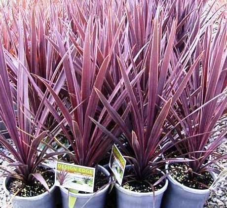 Cordyline australis Red Sensation | Wholesale Nursery - Nurseries in ...
