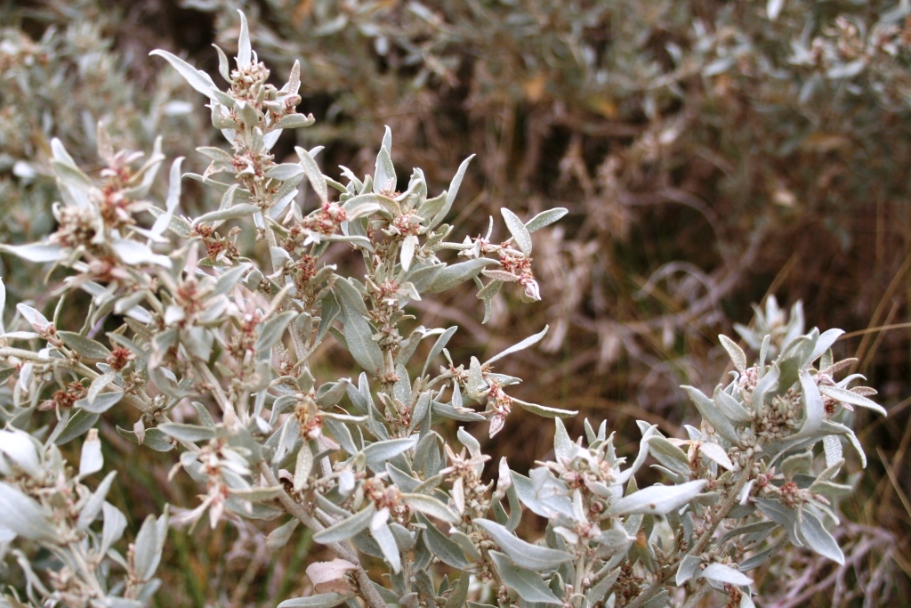 Atriplex cinerea | Wholesale Nursery - Nurseries in Melbourne ...